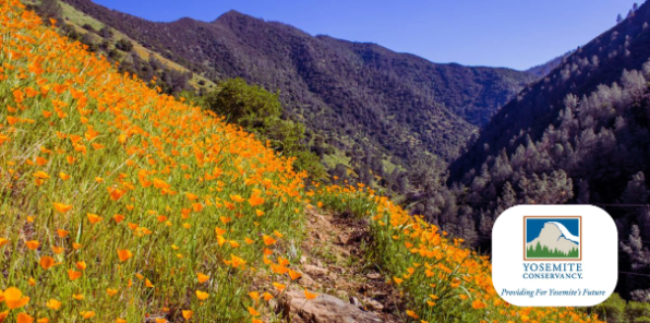 Day Hike Wildflower Walk | yosemitethisyear.com